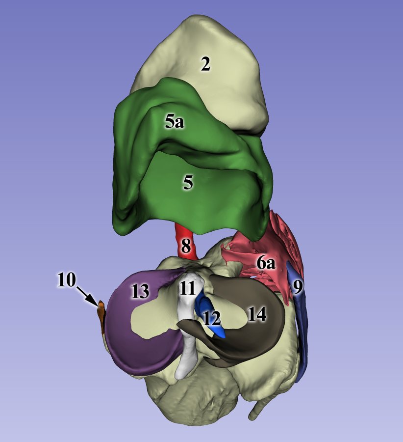 Medicopus Nonprofit Kft.