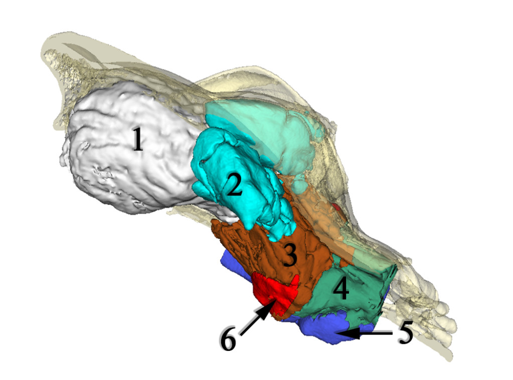 Medicopus Nonprofit Kft.