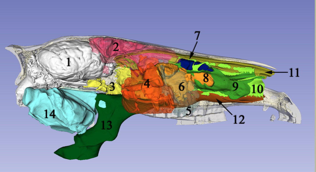 Medicopus Nonprofit Kft.